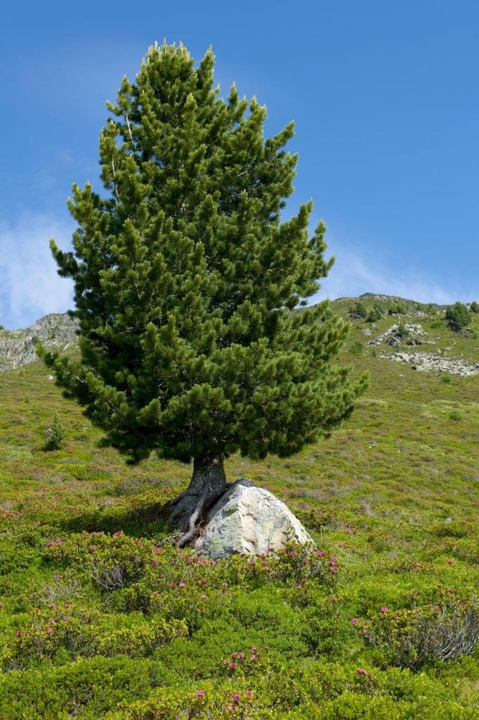 Zirben-Zauber am Dach Tirols – Tipps und Ausflüge für Familien, die ...